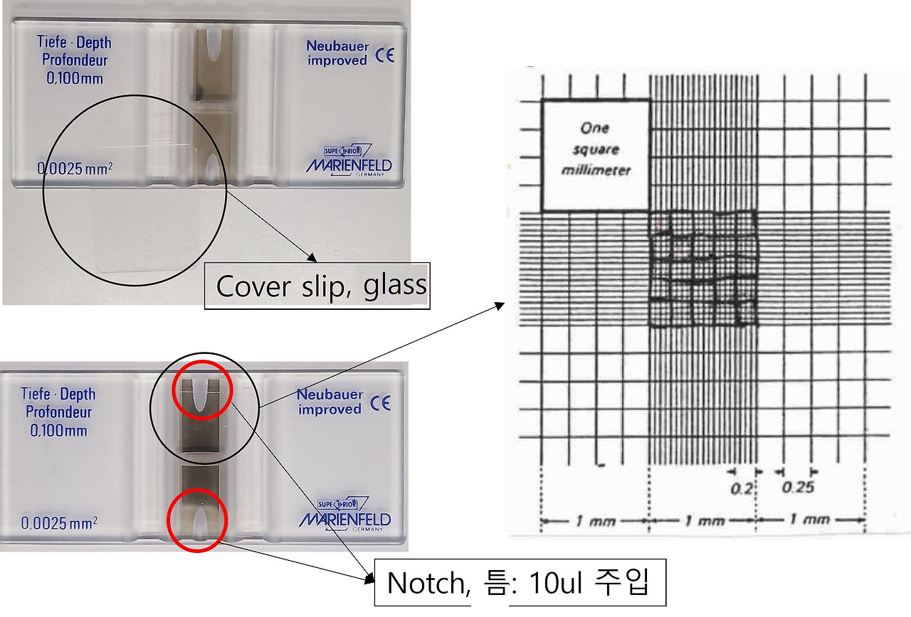 쉽게 따라할 수 있는 Hemacytometer (cell count) 를 이용한 세포수 측정법