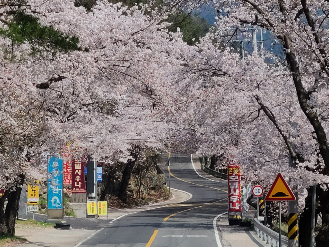 벚꽃명소 구례 쌍계사 벚꽃길 구례 가볼만한곳 벚꽃만개 쌍계사 벚꽃축제 하동십리벚꽃길 드라이브 화개장터벚꽃축제