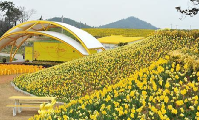수선화 축제 및 꽃말 구근 심기 개화 시기 키우는 법