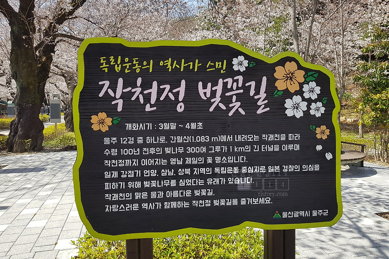 벚꽃놀이 명소 울산 언양 작천정 벚꽃길 Plus 벚꽃개화시기ㅣ주변카페정보