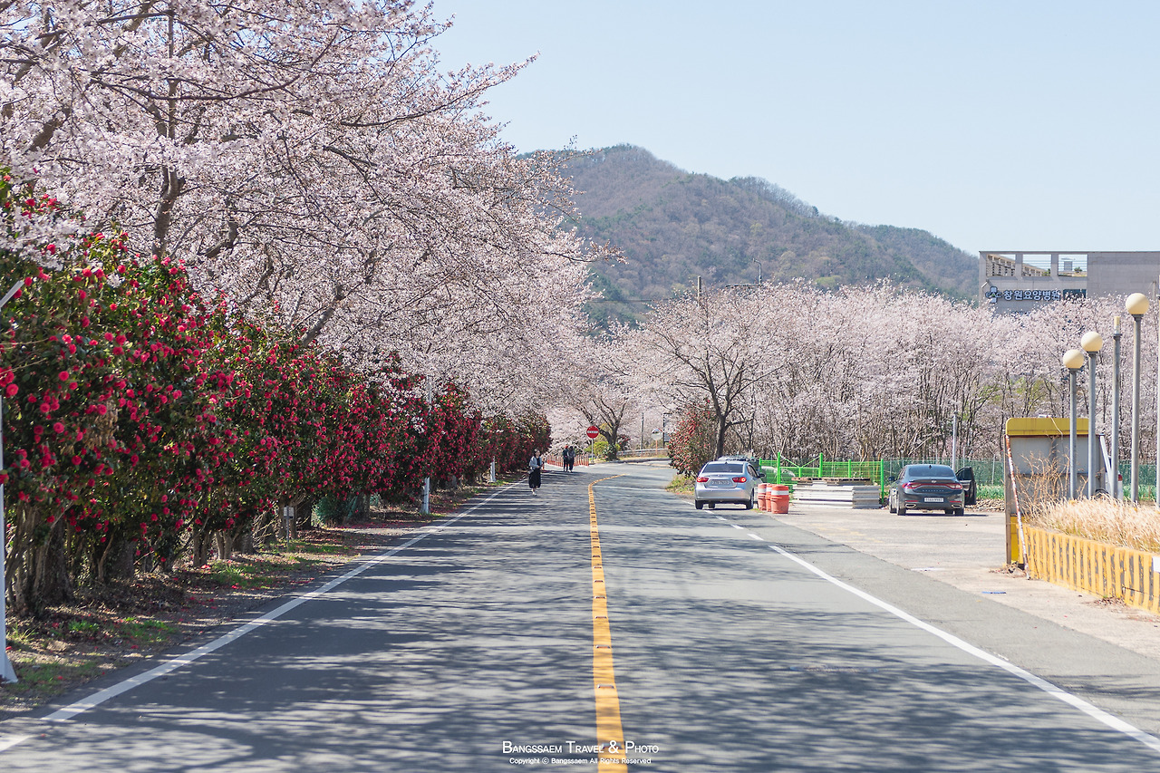 마산 가포 덕동 벚꽃길 벚꽃 동백꽃의 조화가 환상이다 벚꽃명소 추천