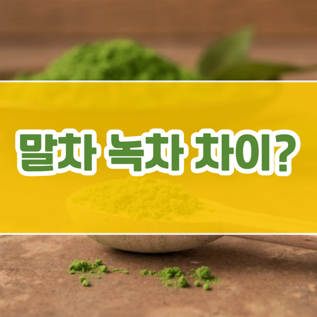 말차 녹차 차이 말차효능 카페인 정리