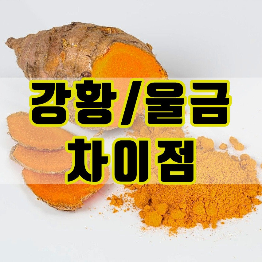 강황 울금 차이 커큐민 함유량