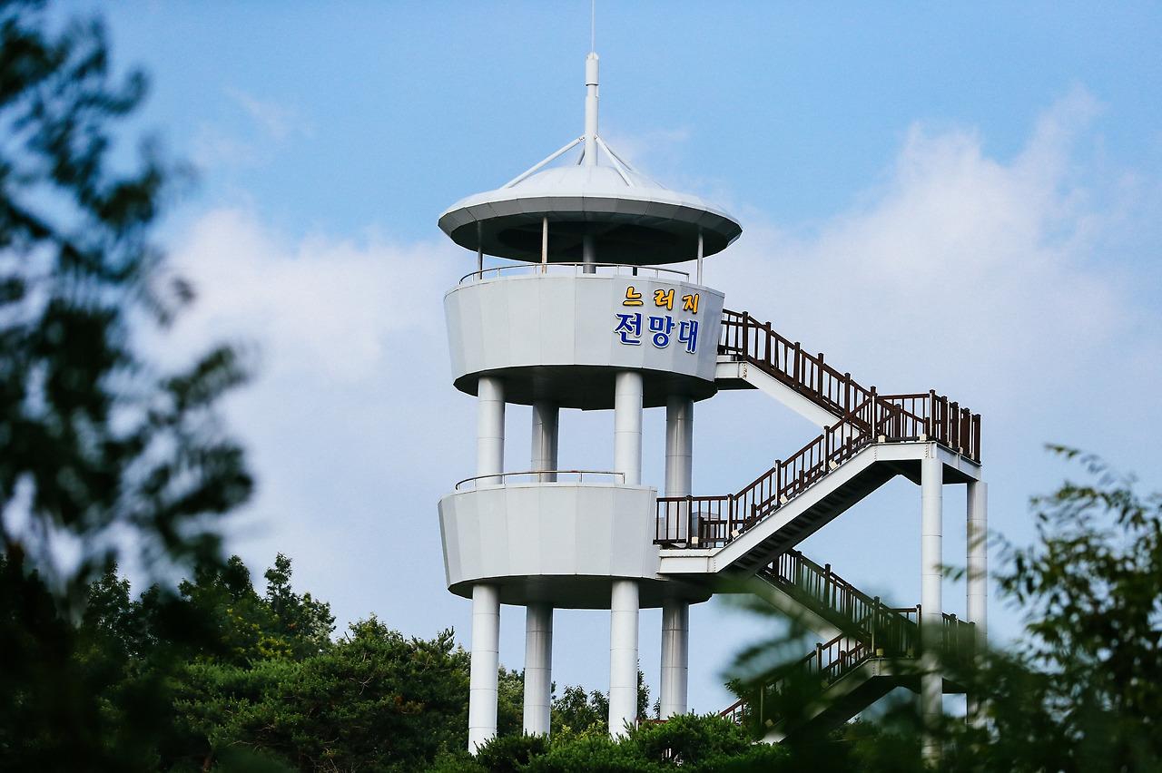 나주 느러지 전망대 수국