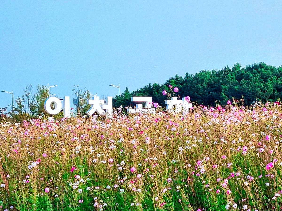 인천 영종도 가볼만한 곳 인천공항 하늘정원 코스모스 꽃밭 위로 날아가는 비행기