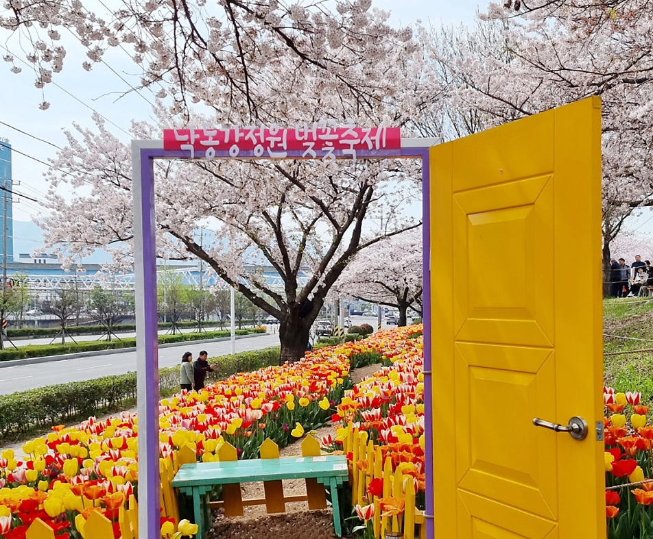 부산 낙동강정원 벚꽃축제 일정 주차장 삼락생태공원 벚꽃
