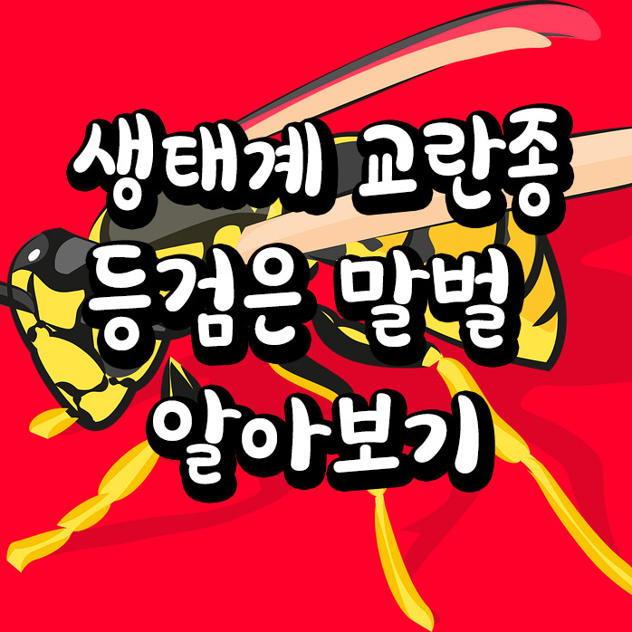 생태계 교란종 등검은말벌 특징 및 쏘였을때 대처 방법은