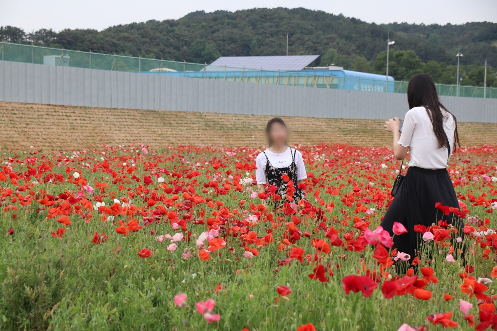 장성 황룡강 홍길동무 꽃길 축제 꽃양귀비 물결로 가득 데이트 장소