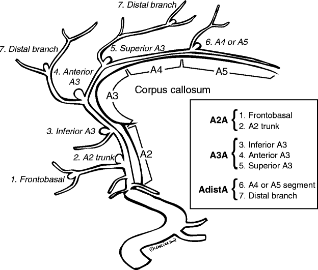 MCA의 M1, M2/ACA의 A1,A2/PCA의 P1,P2