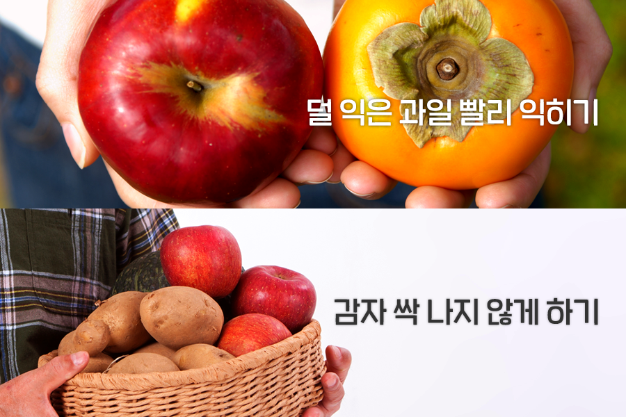 사과는 왜 다른 과일을 빨리 상하게 할까