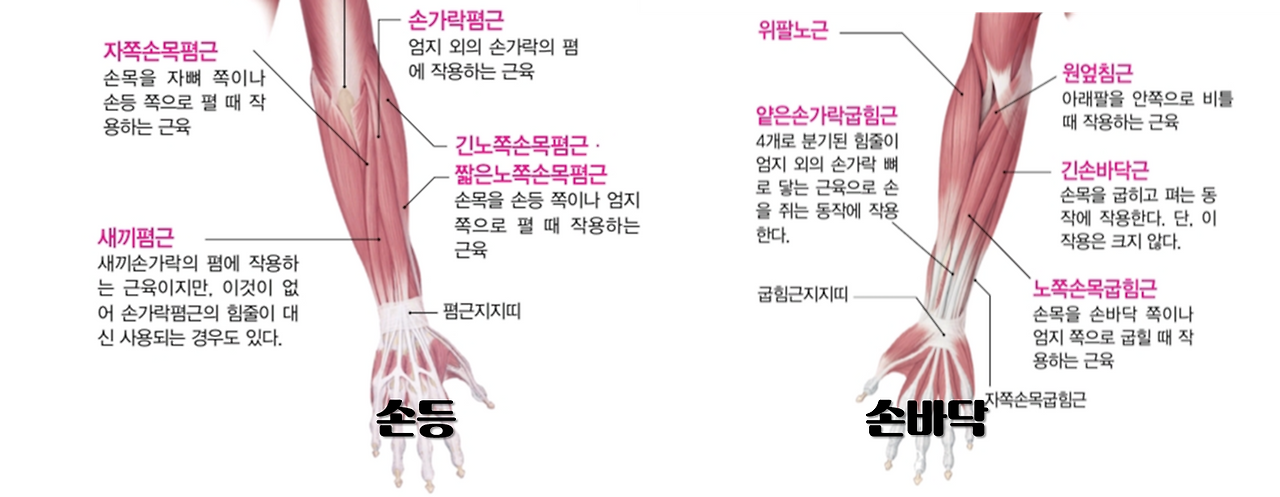 전완근 해부학적 구조와 헬스 운동상완요골근위팔노근팔뚝