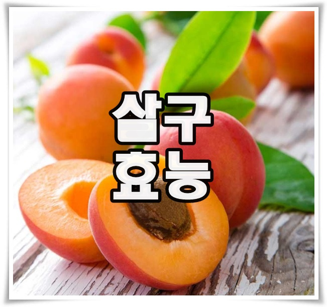 살구 효능 정리