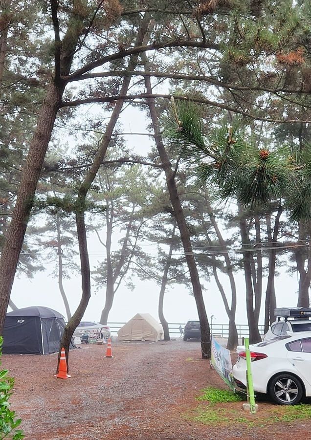캠핑 국립공원 태안 몽산포 자동차 야영장 시설정보 및 명당