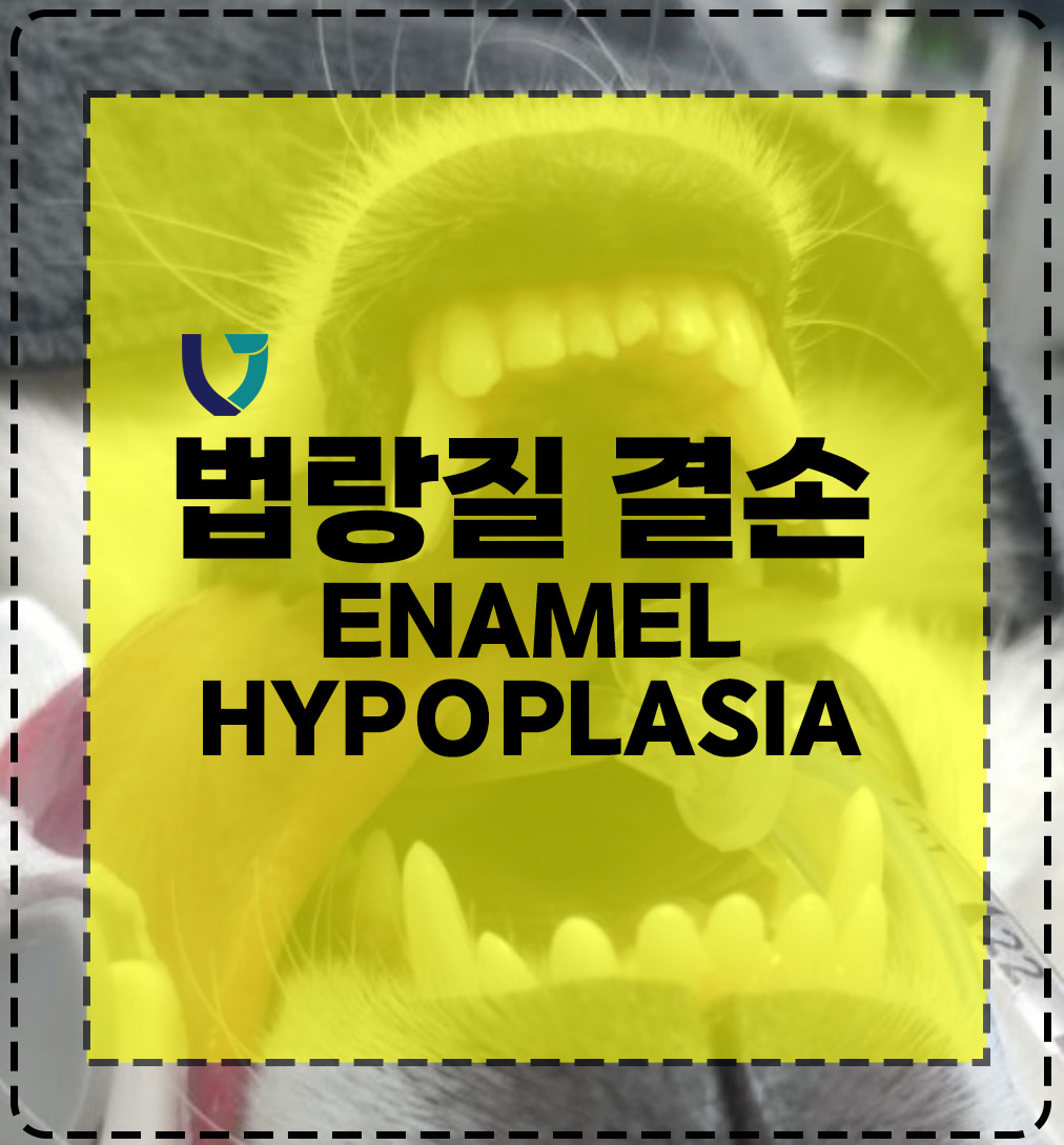 강아지 치아가 거칠고 움푹 들어갔어요 애나멜법랑질 저형성증 알아보기 비아츠의 하루