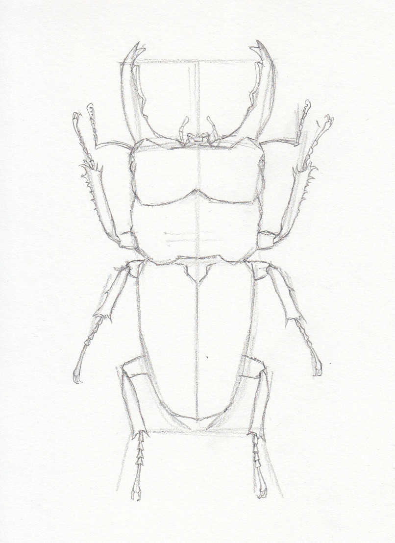 사슴벌레(Stag Beetle)08 - 타우루스 사슴벌레(Dorcus taurus) :: 찰리 버스 Charlieverse