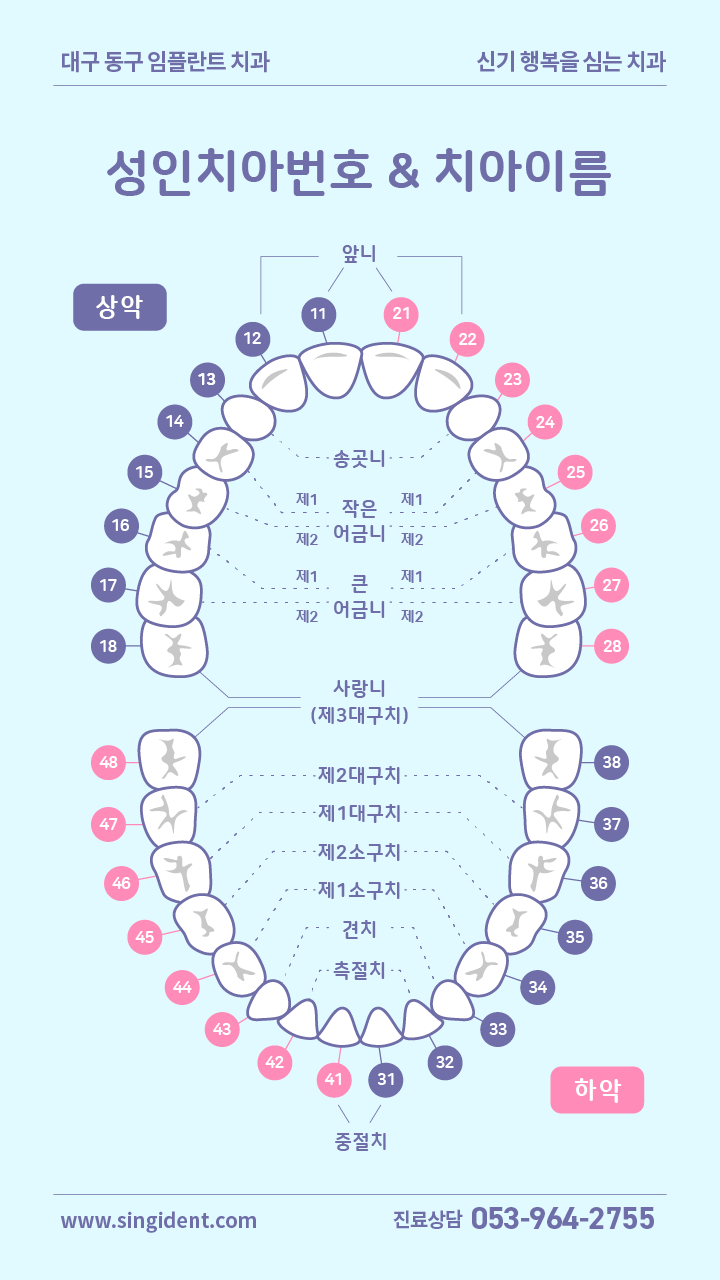 치아종류 치아번호 치아이름 성인치아개수 등 치아 기초 지식 신기행복을심는치과 건강정보