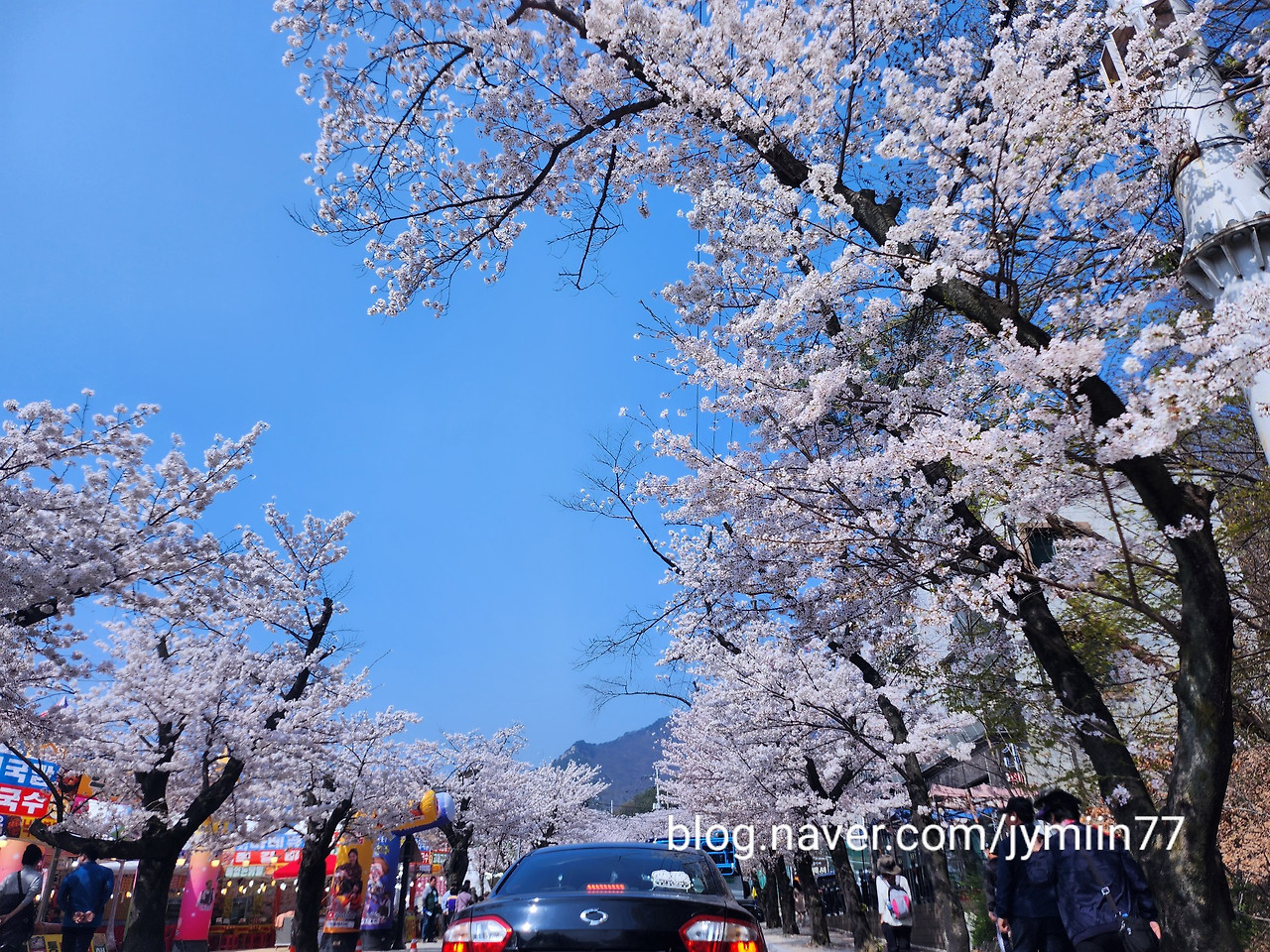 공주 계룡산 동학사 벚꽃