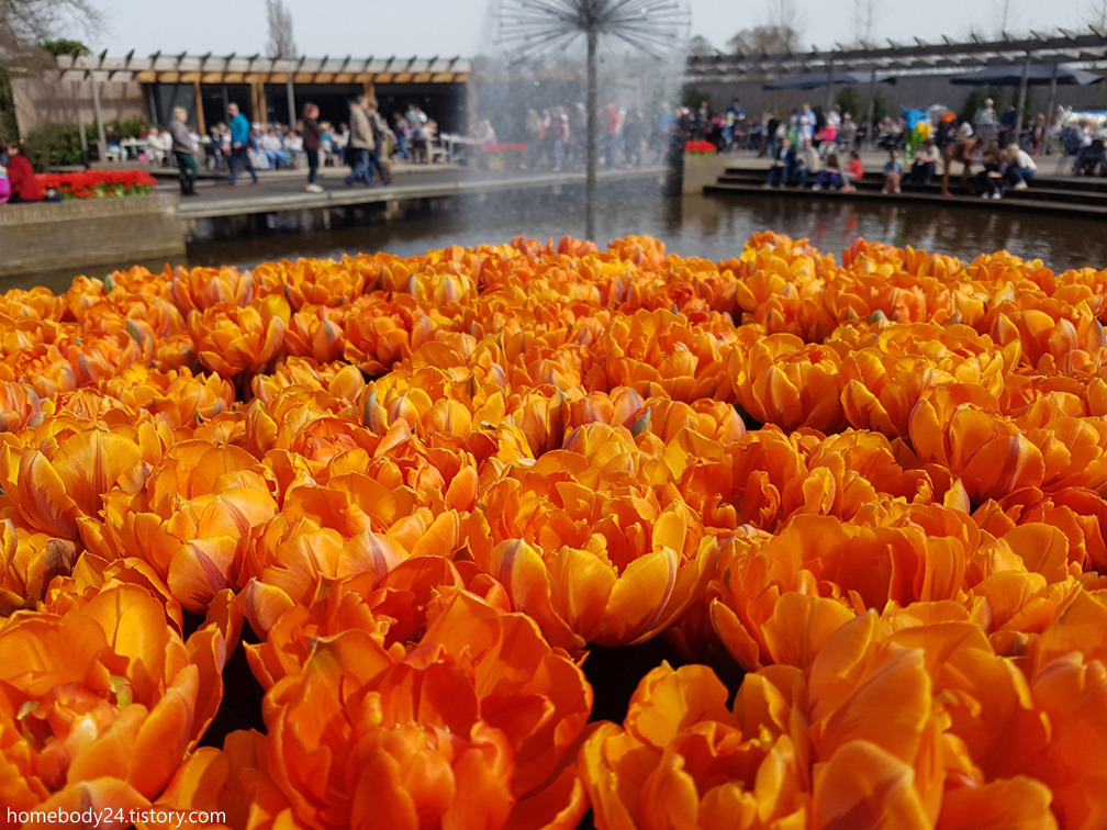 쾨켄호프keukenhof 리세 네덜란드