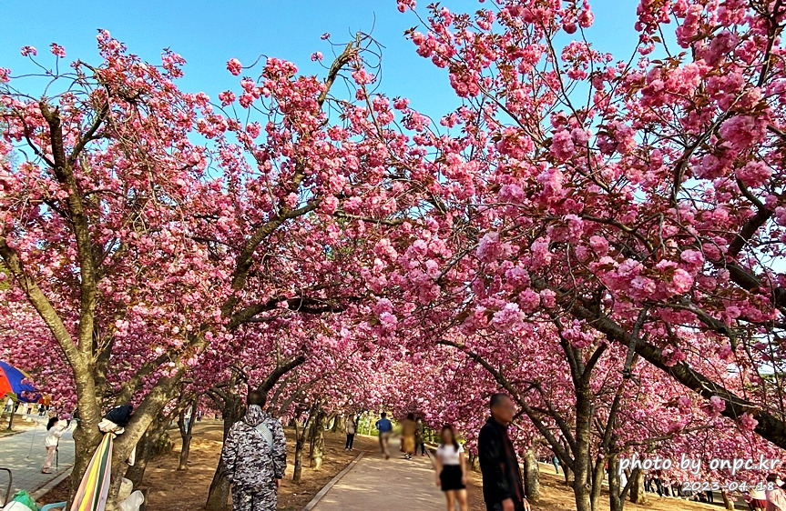 경주 여행 겹벚꽃왕벚꽃의 명소 불국사에 다녀왔어요 Onpc
