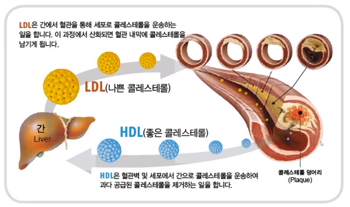 좋은 콜레스테롤 Hdl 수치 높이는 방법 총정리