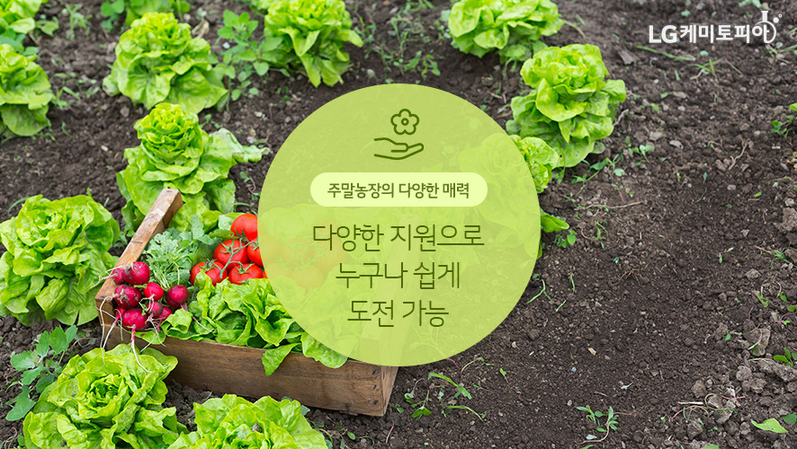 주말 농장에서 행복을 찾다 대한민국에서 즐기는 농촌 체험의 매력