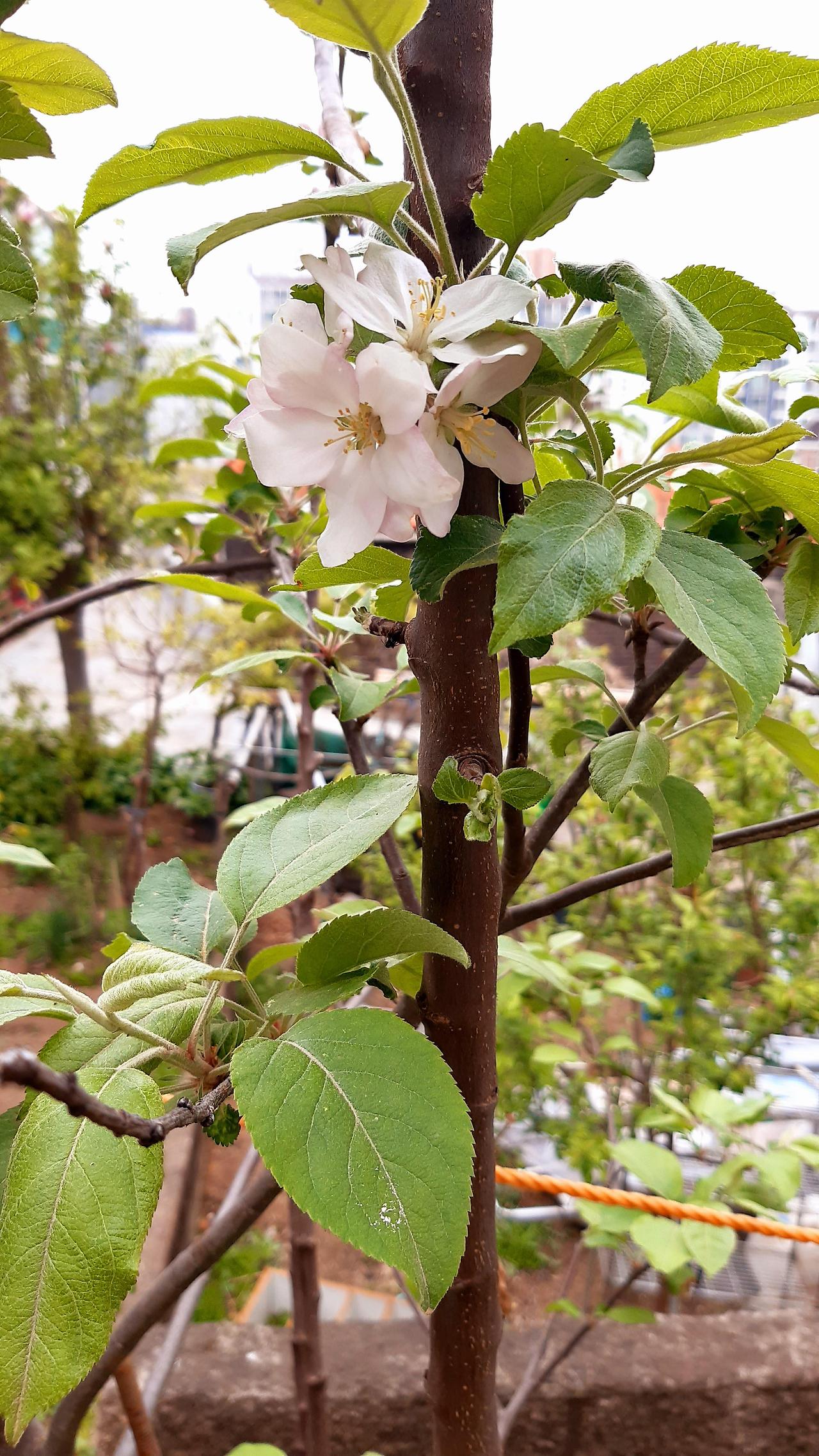 수업자료 ㅡ 네가지 색 모란 작약