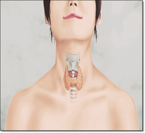 갑상선 기능 저하증 원인 및 증상과 치료 관리
