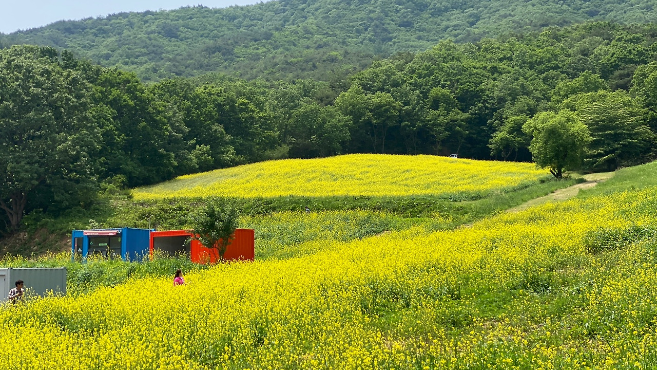 5월 울산축제 영남 알프스 숲페스타 축제정보