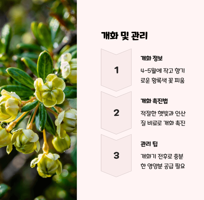 회양목 키우기 전지시기 및 방법 개화시기 꽃 병충해 묘목 심는 방법 열매