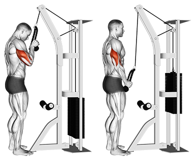 스탠딩 원 암 트라이셉 푸시다운 오버핸드 그립(Standing One Arm Tricep Push Downs Overhand Grip) :: 열정적으로 행동하자!!