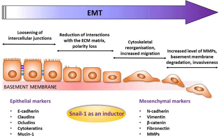 Biology) Epithelial-Mesenchymal Transition (EMT) 정리 & Cancer