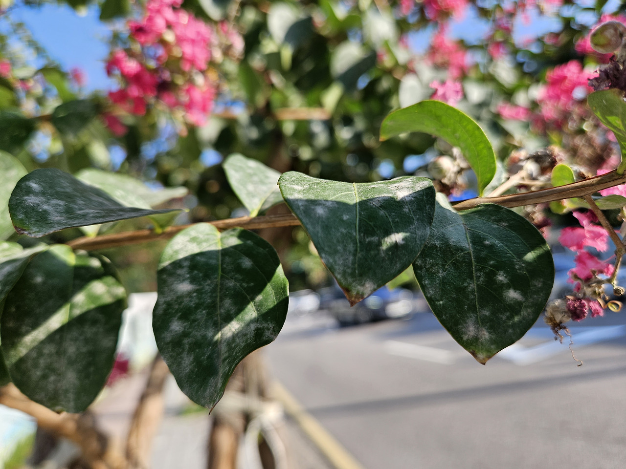배롱나무 흰가루병 (Powdery mildew of crape myrtle)
