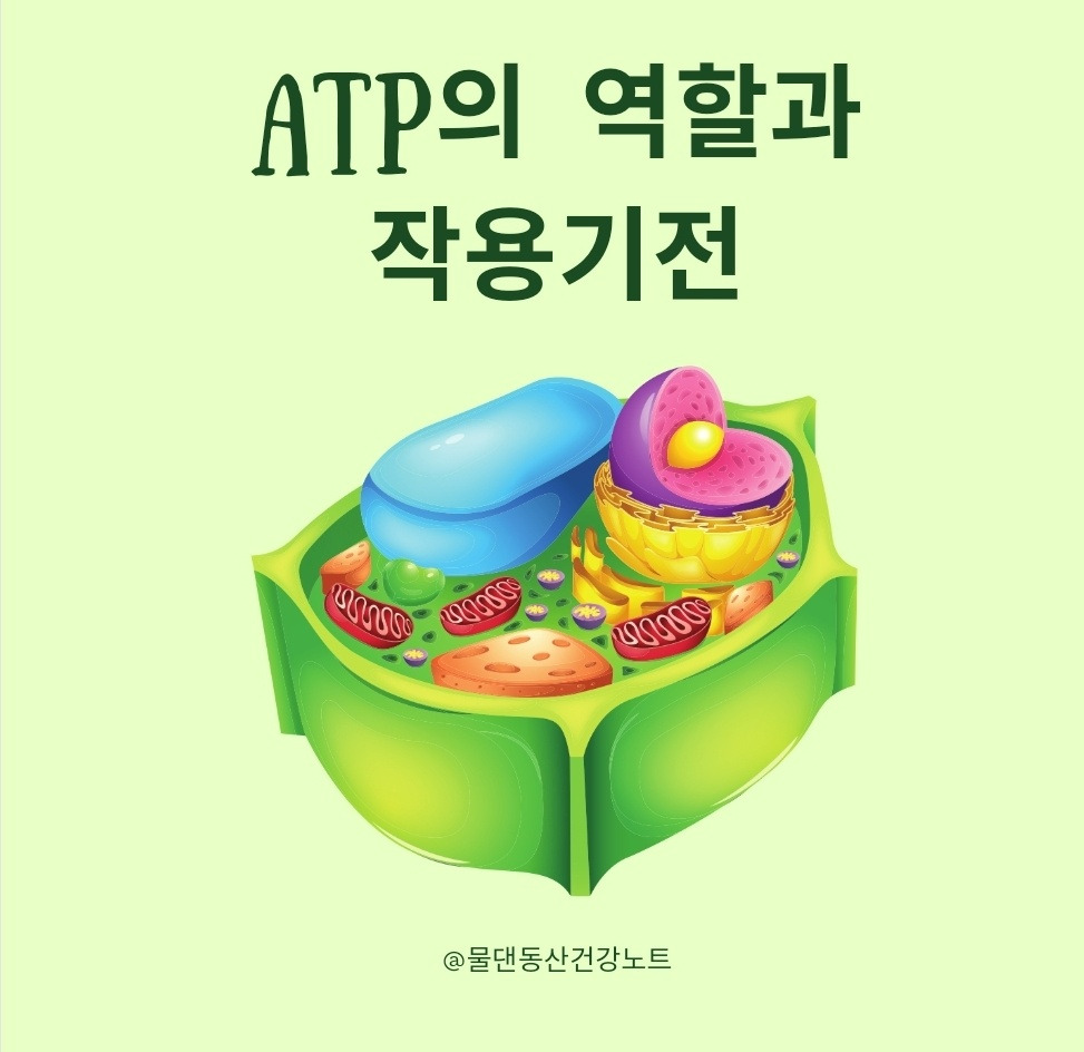 세포 내의 에너지 화폐 Atpadenosine Triphosphate의 역할과 작용 과정