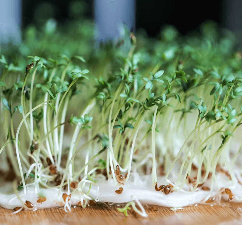 물냉이watercress 美cdc가 영양가 100점 요리법