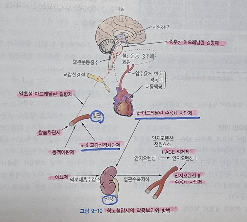 고혈압 치료 및 간호 고혈압성 위기