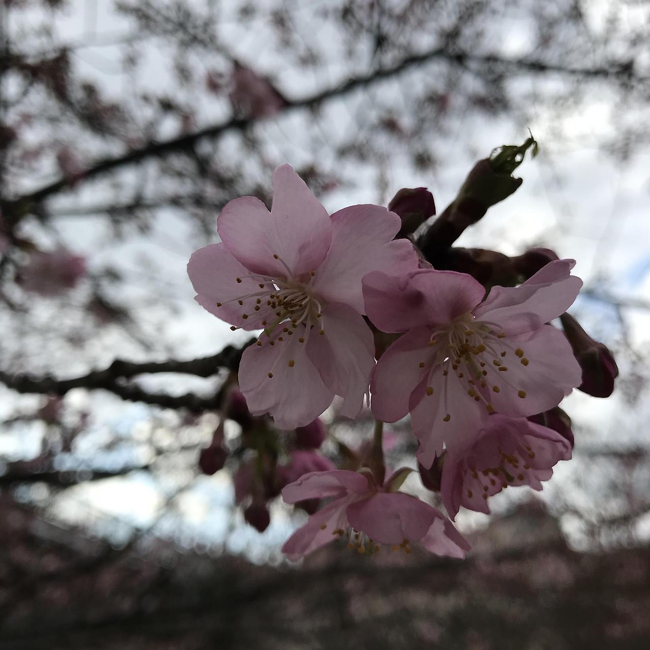 일본 매화 꽃 코로나19 일본 이초롱 선교사