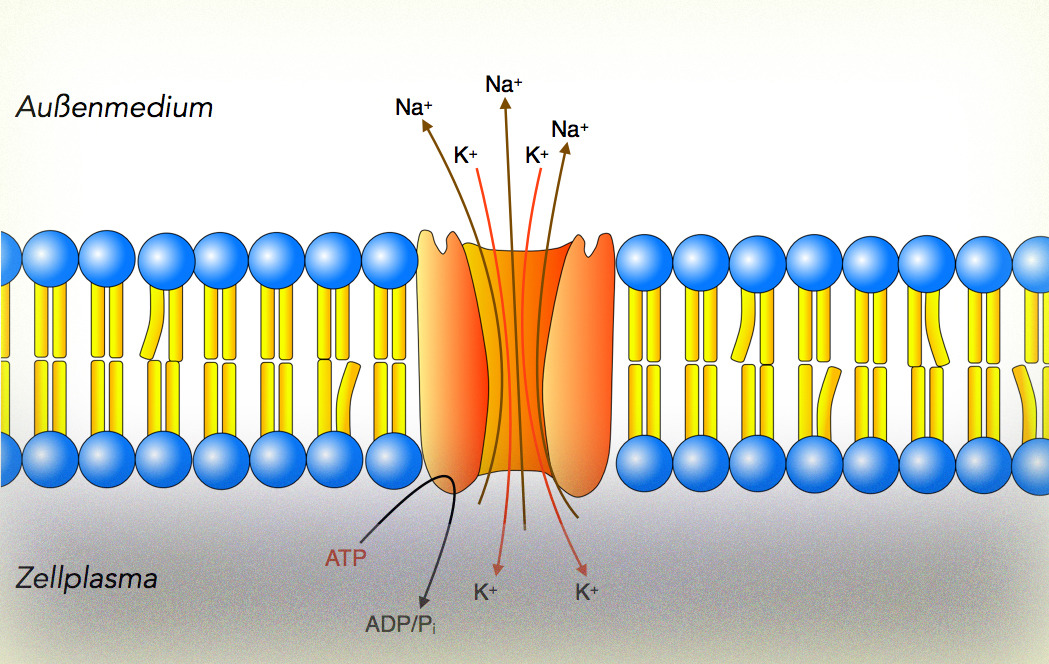 운동수행력 높이고 고혈압 예방하는 미네랄, 칼륨의 힘!