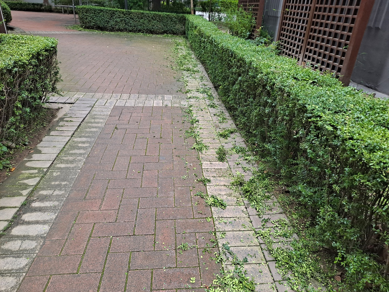 회양목