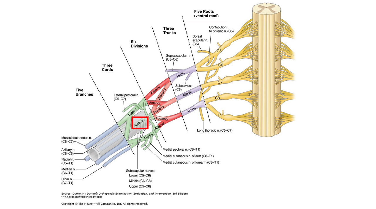 상완신경총(The Brachial Plexus)