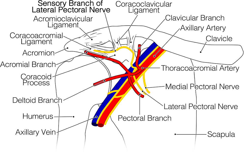 상완신경총(The Brachial Plexus)