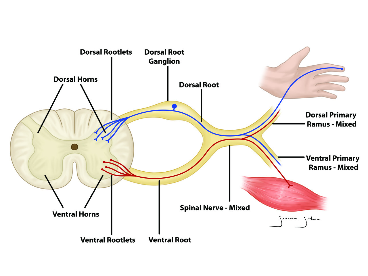 상완신경총(The Brachial Plexus)
