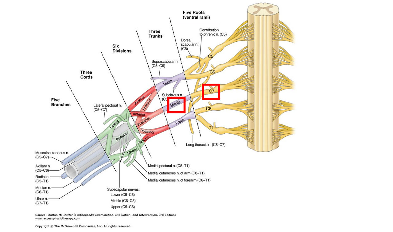 상완신경총(The Brachial Plexus)