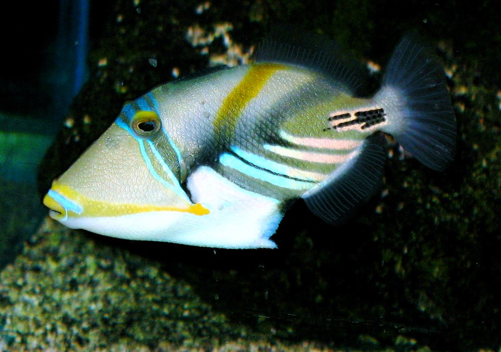 트리거피시, 산란기의 ooo을 조심하세요.