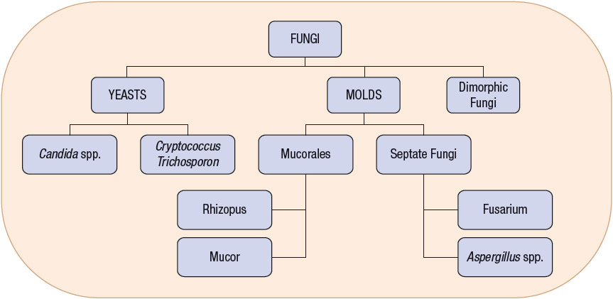 fungal infection의 분류