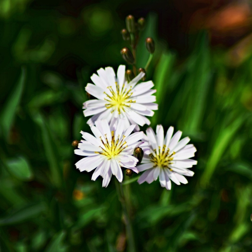 골목길 야생화 36 노랑선씀바귀