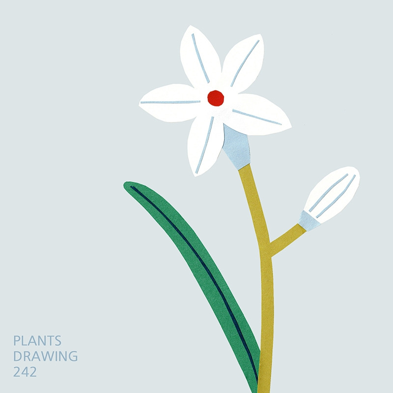 Plants drawing 242