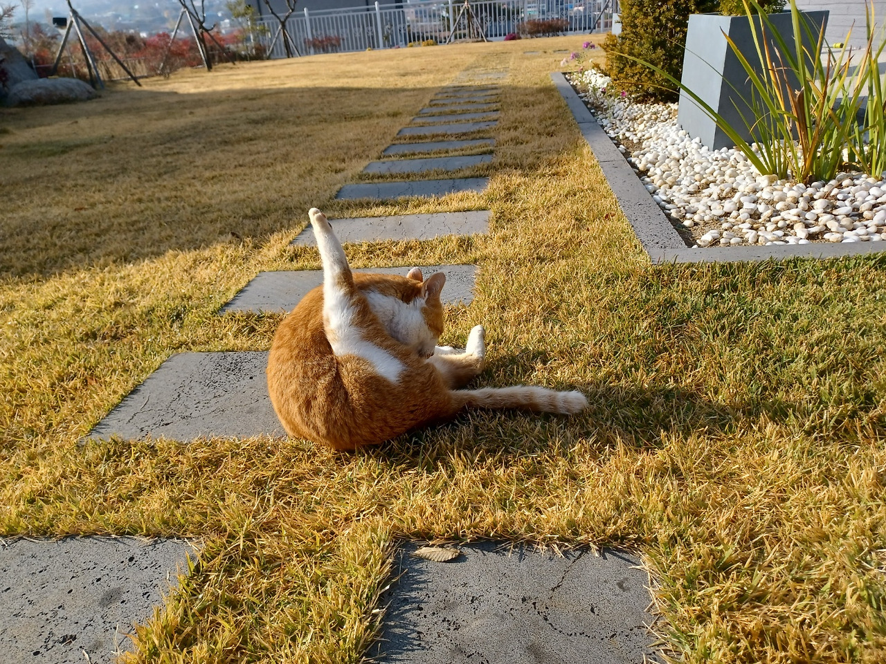 명상과 요가하는 고양이