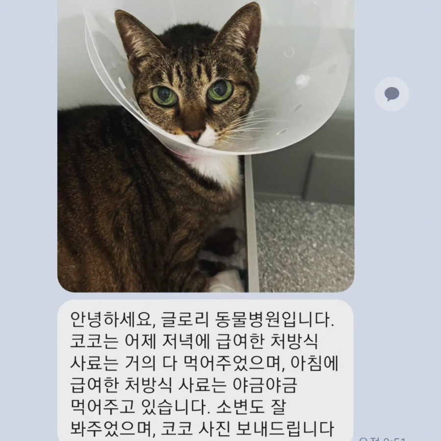 고양이 림프종혈액 암 진단받고 장폐색 수술받았어요