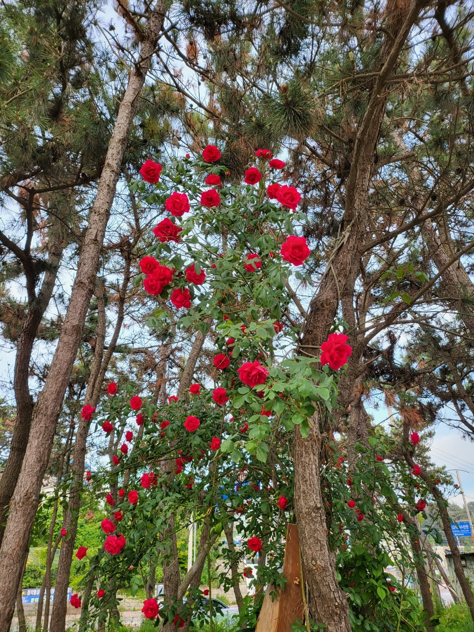 17화 디카시 변이종 소나무꽃