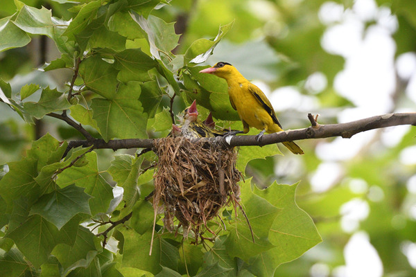 새의 특징과 종류